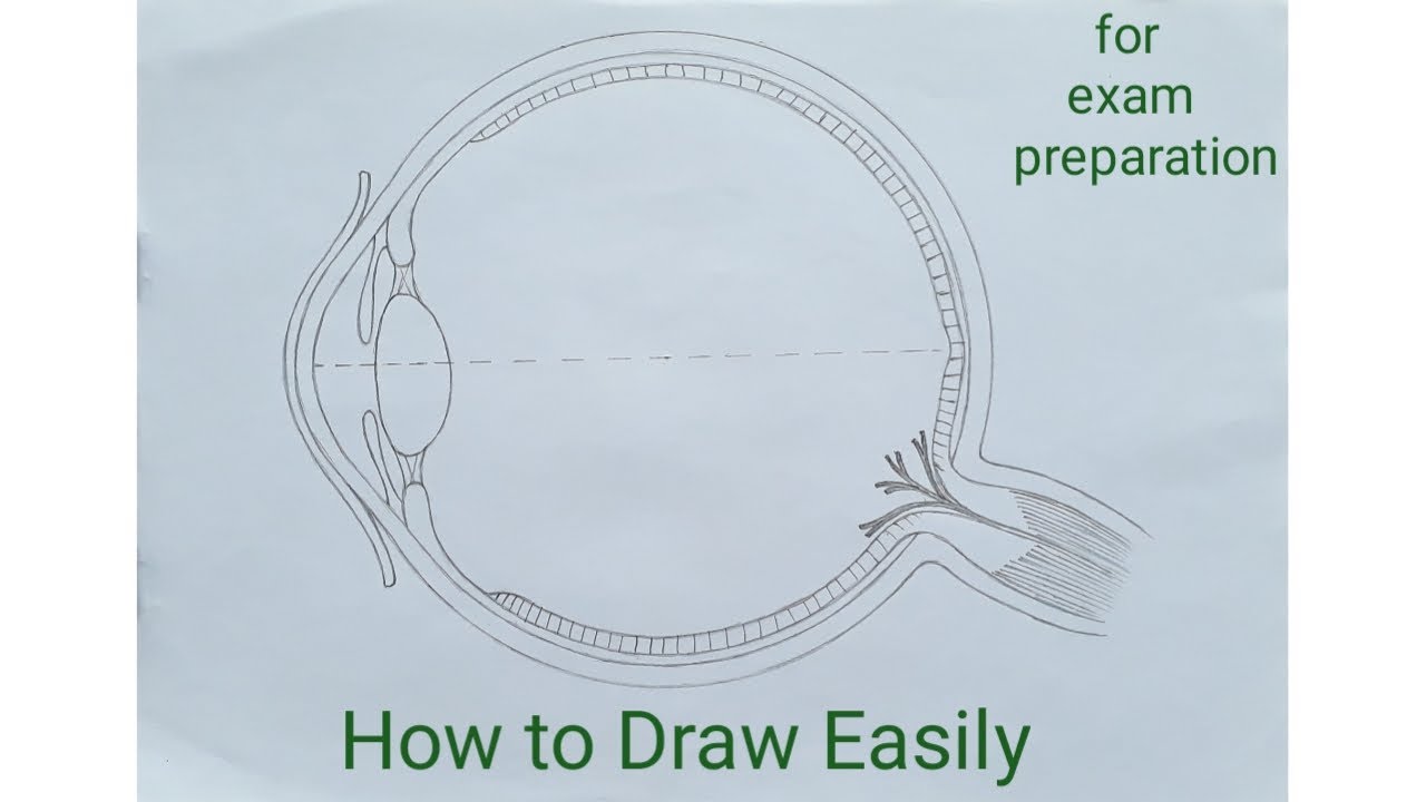 How to draw Human Eye for Exam step by step - YouTube