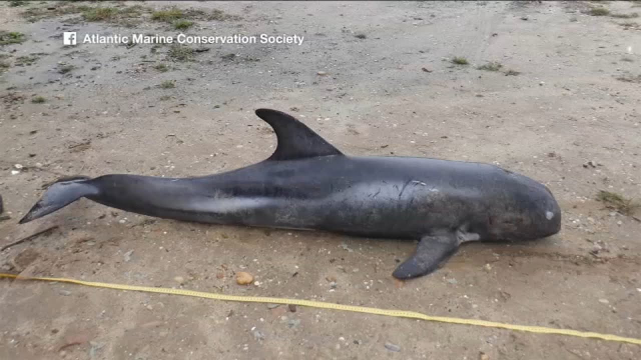 Rare dolphin washes ashore on Long Island - YouTube