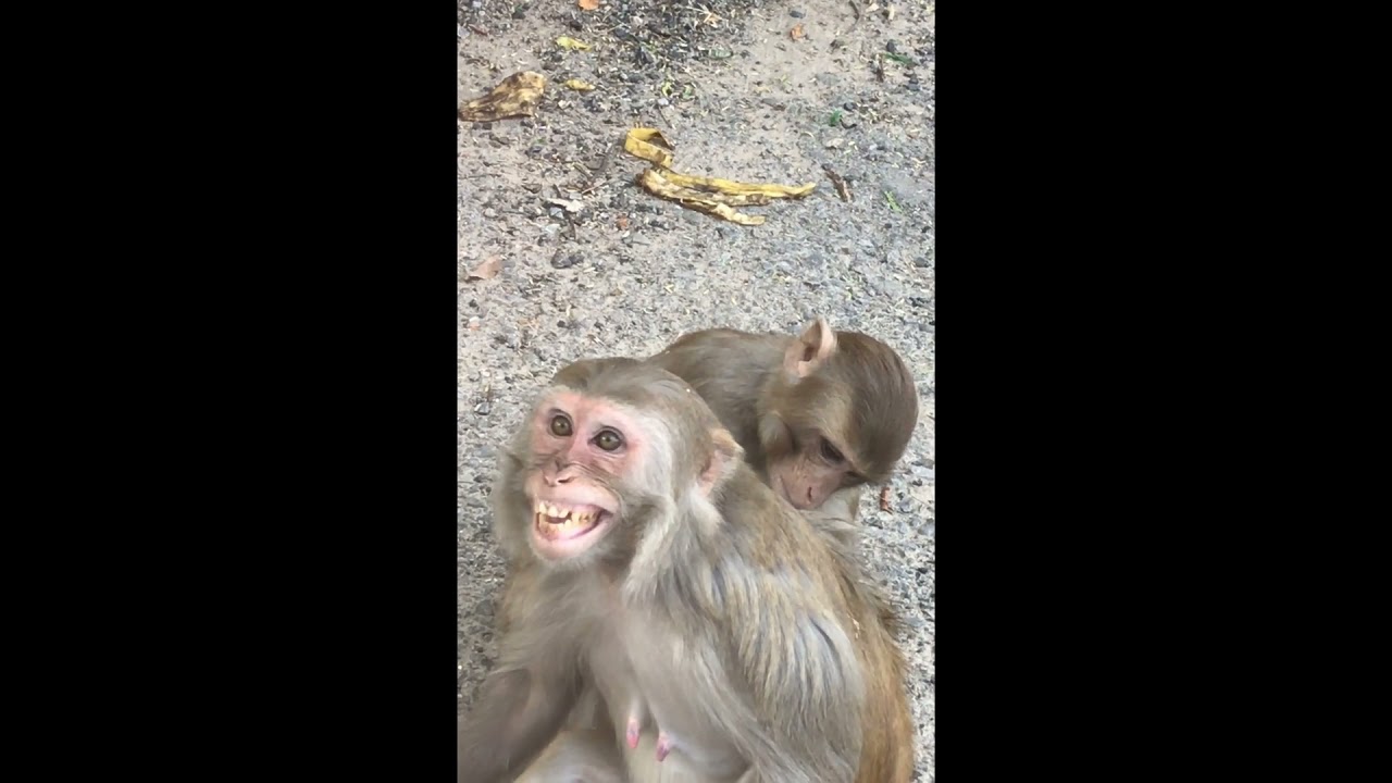 Funny Monkey: Laughing Monkey LOL🤣🤣Cute Monkey!!!👌👌 - YouTube