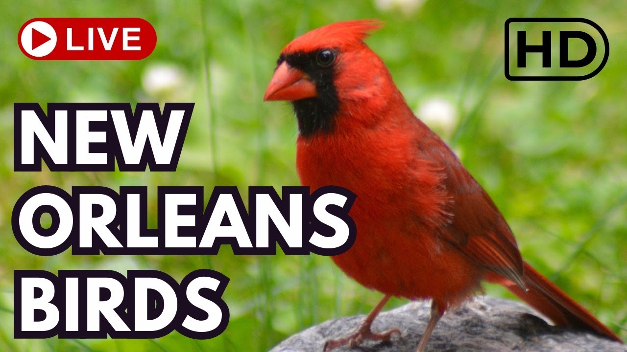 Louisiana Birds | Front Porch Bird Feeders, Crows, Chickadees, Blue ...