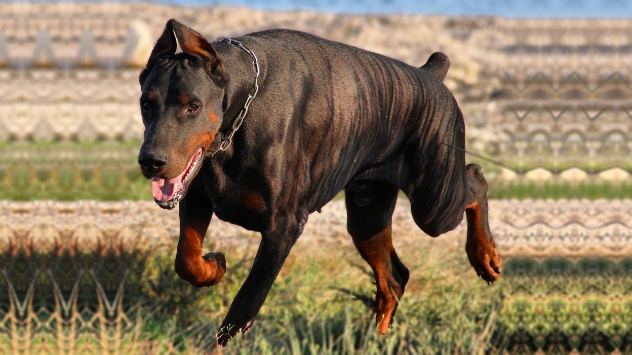 Best Dobermans dangerous? Their strength and intelligence aggressive ...
