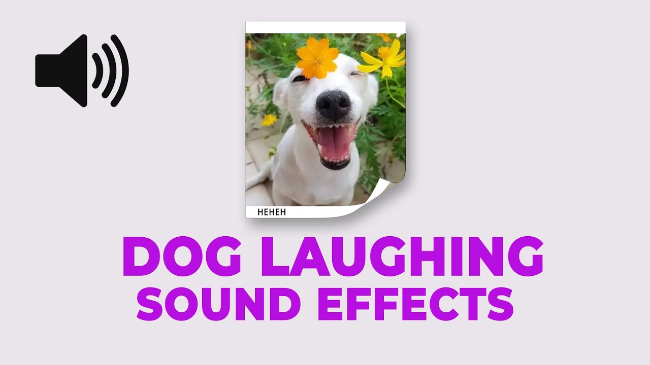 Dog Laughing Sound Effects Edit | Sfx Heheheheh... funny sound - YouTube