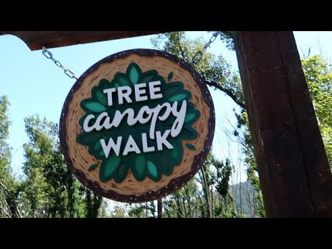 Anakeesta Tree Canopy Walk Rope Bridge Full Walk Through 2019 - YouTube