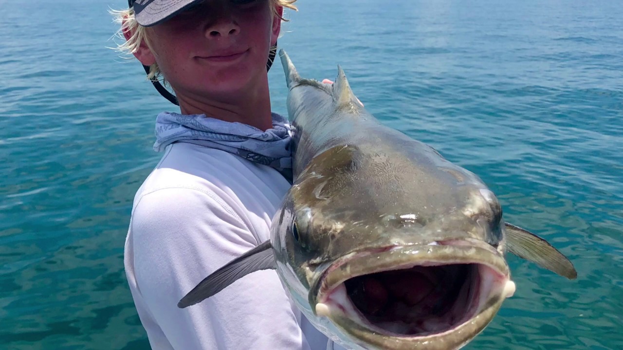 Cobia fishing in Key West - YouTube