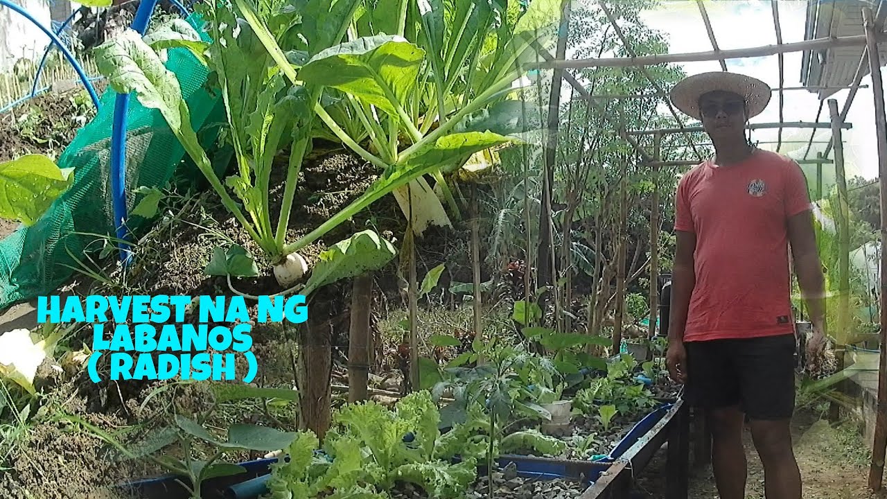 HARVEST NA NG LABANOS ( Radish ) happy Hearts Day din sa inyo mga ...