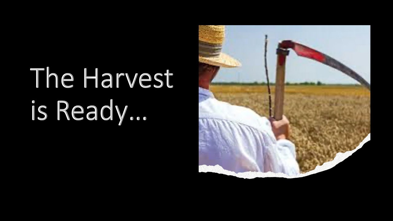 The Harvest is Ready... - YouTube