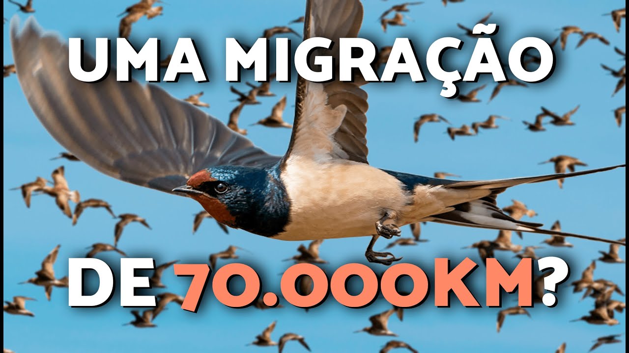 Por que os pássaros migram?🐦 | Exemplos de AVES MIGRATÓRIAS - YouTube