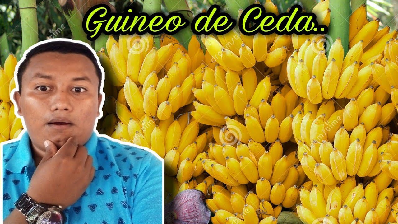 Bajando Racimo de Guineo ( 2021 ) - YouTube
