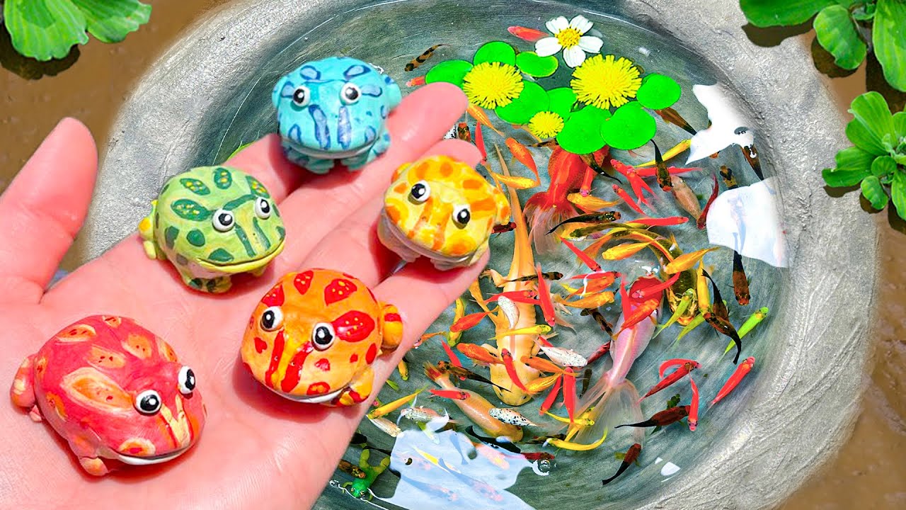 Catch Ornamental Pacman Frog in Tiny Pond, Purple Guppy, Ping Pong ...