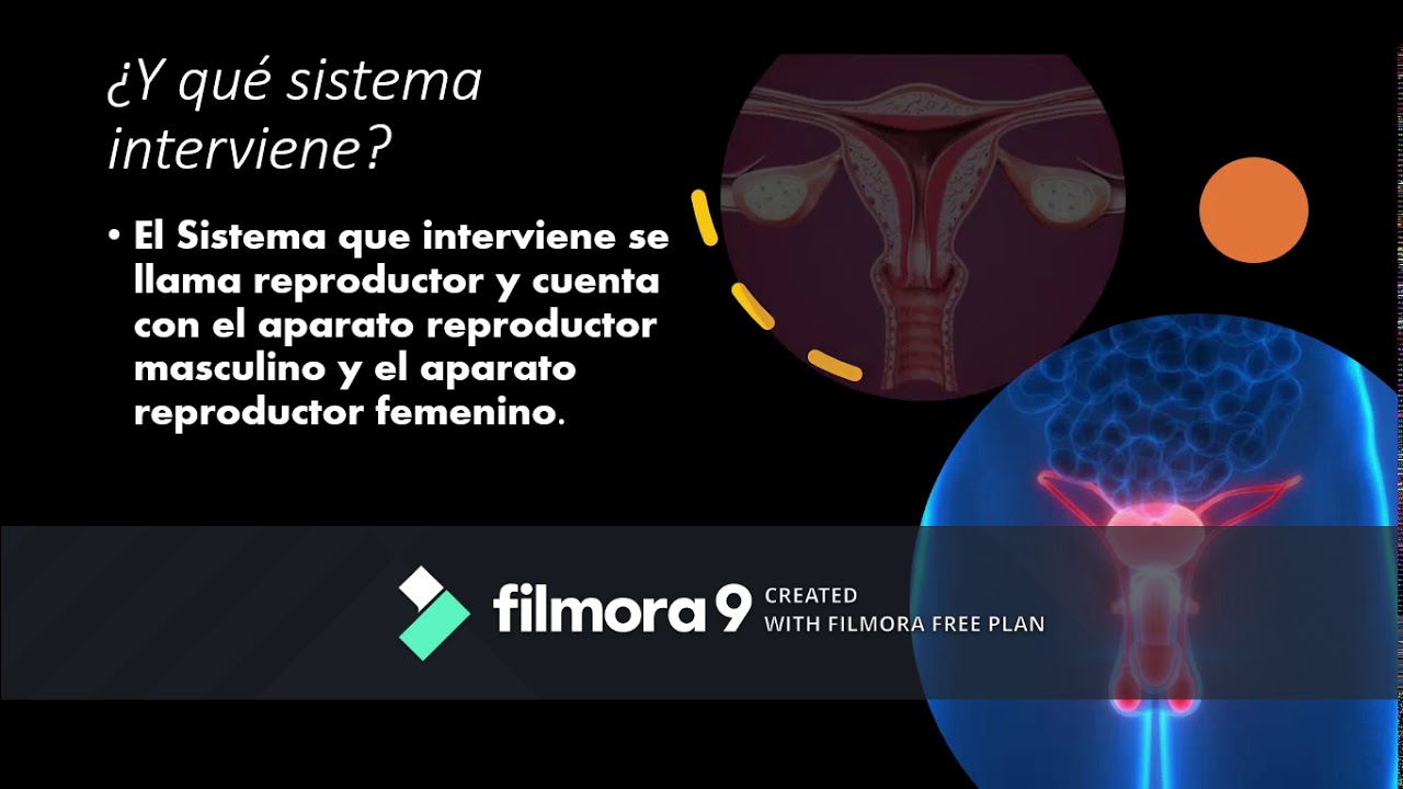 SISTEMA REPRODUCTIVO - YouTube
