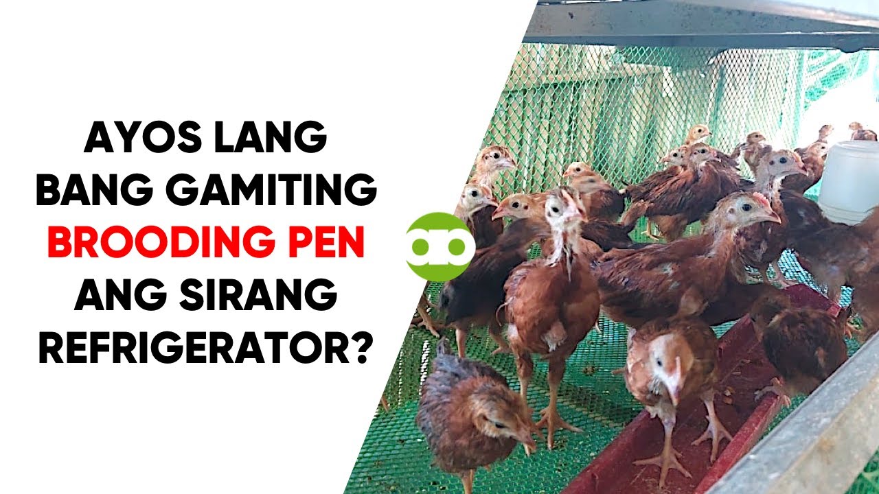 Ayos Lang Bang Gamiting Brooding Pen ang Sirang Refrigerator? - YouTube