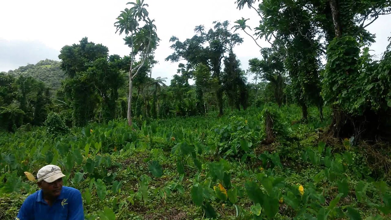 Sogimaletavai/Lopa'u Saleapaga Samoa 2014 - YouTube