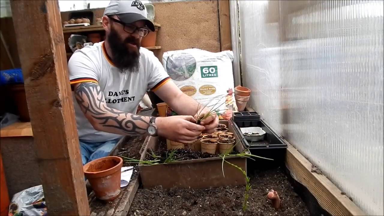 Dave's Allotment. Oca, Potato. Dahlia & Greenhouse Update. 16/5/2016 ...