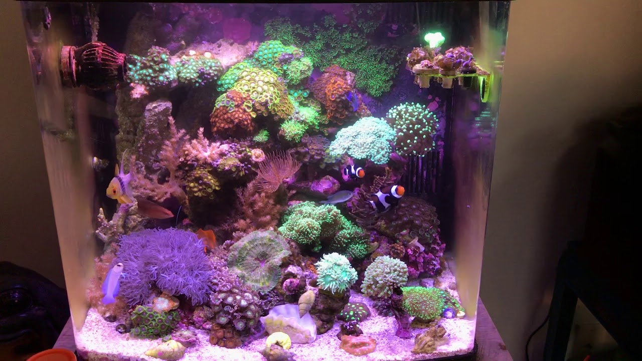 Biocube 32 Reef - YouTube