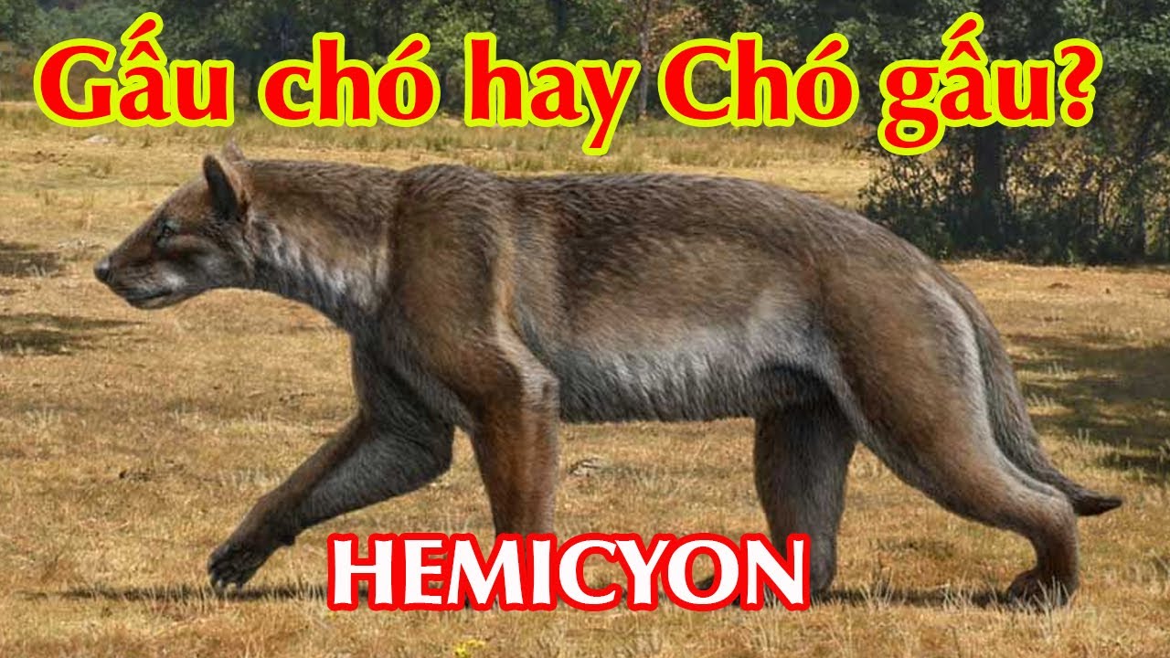Hemicyon - Magericyon - Sự thật về cái tên "Gấu chó" - Kích thước của ...