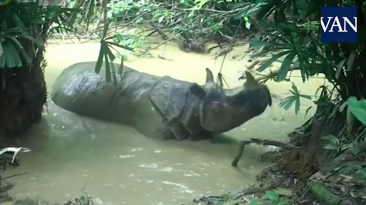 Graban a un raro espécimen de rinoceronte de Java - YouTube