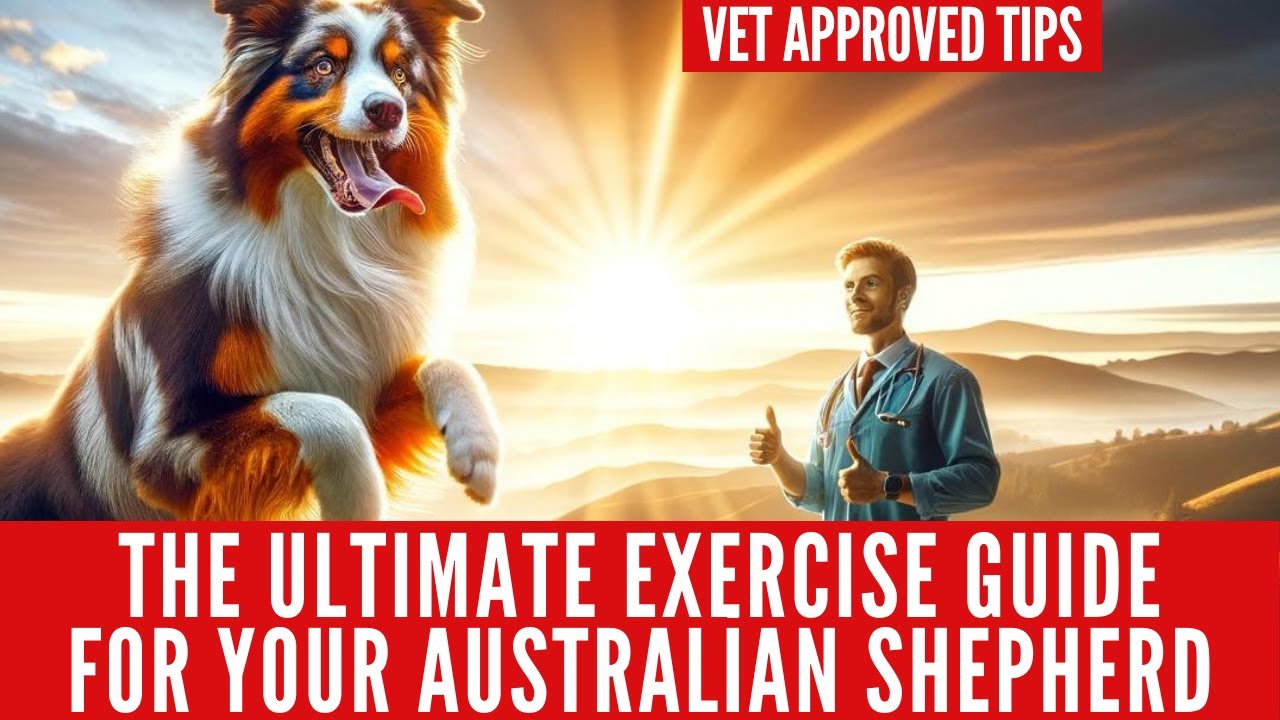 The Ultimate Exercise Guide for Your Australian Shepherd: Vet Approved ...