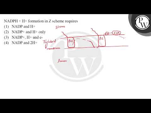 mathrm{NADPH}+\mathrm{H}+ \) formation in \( \mathrm{Z} \) scheme ...