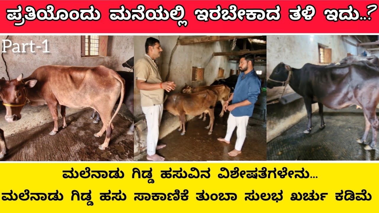 ಮಲೆನಾಡು ಗಿಡ್ಡ ಹಸು ಸಾಕಾಣಿಕೆ/Malnad Gidda the short cow of Karnataka ...