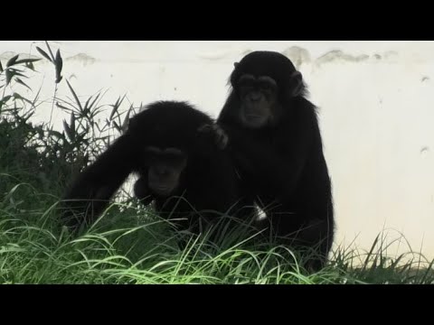 My buddy Ibuki! by Plum 私の仲間のイブキ！プラム Chimpanzee Tama Zoological Park ...
