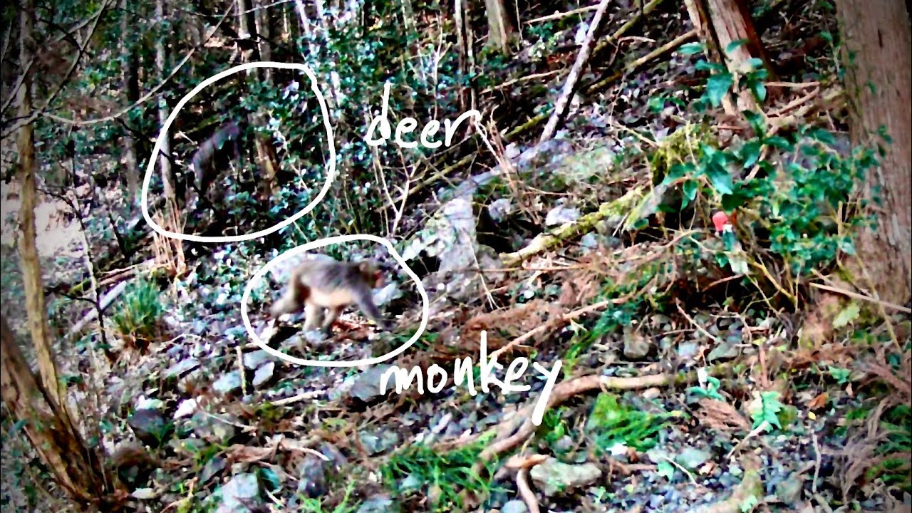 Wildlife in Japan: Deer and Monkeys Coexisting in Nature - YouTube