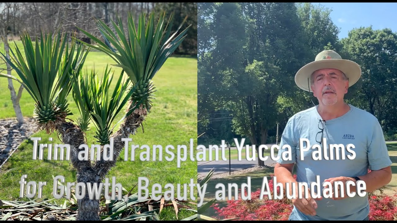 Yucca Palms How to Trim our Yuccas to look like Palm trees and ...