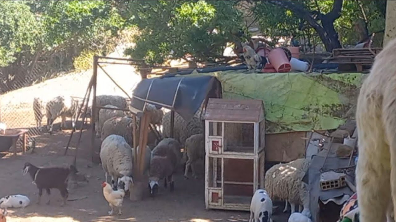 The Rustic Lunch: Simple Village Lunch with Fresh Ingrédients - YouTube