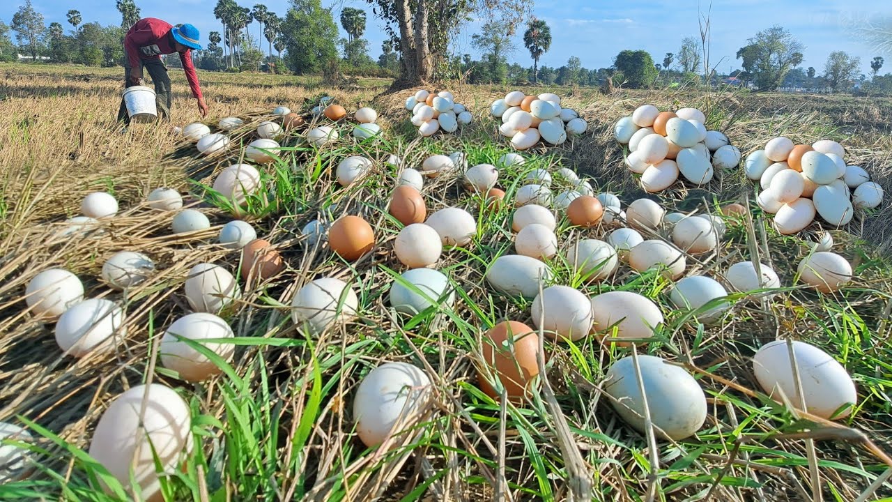 oh unique! Collect a lot of eggs in the fields near the village, hand ...