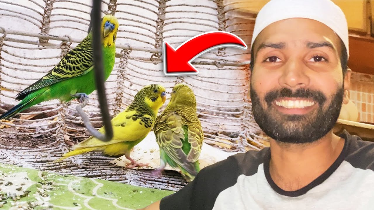 PARROTS FINALLY Ghar Pe Aiy | Iftar with Green Parrots #vlog #petlover ...