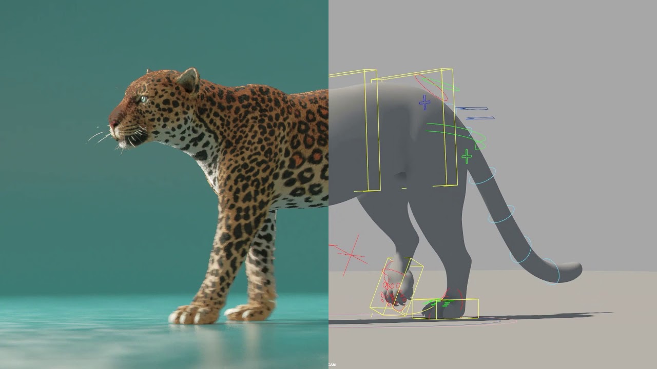 Leopard Walk Cycle - Comparison - YouTube