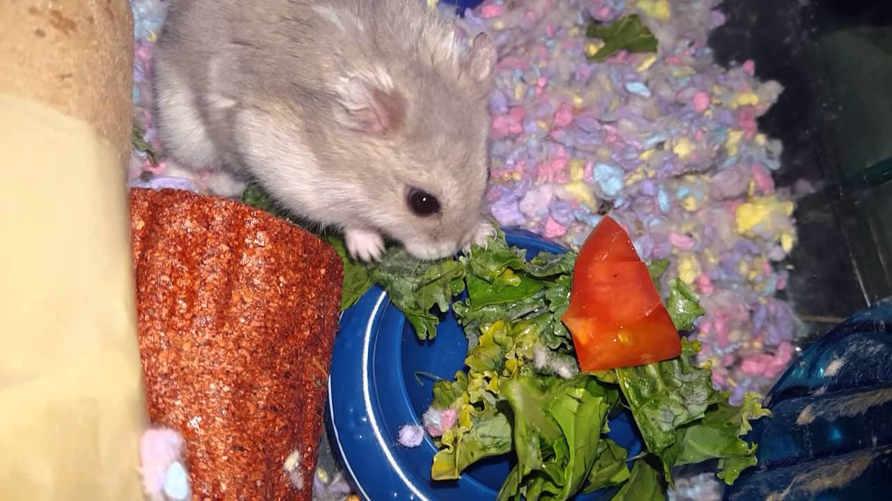 Adorable hamster eating veggies - YouTube