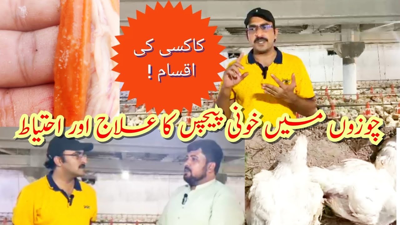 کاکسی Coccidiosis in Broiler ! Red & White Cocci !! कोक्सीडायोसिस ...
