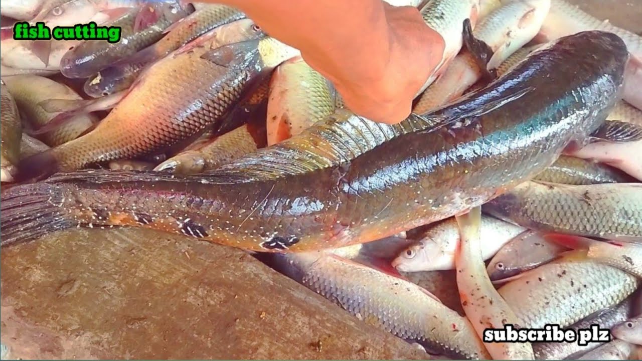 viral fish?Gozar fish cutting.expensive gozar fish cutting.গজার মাছ ...