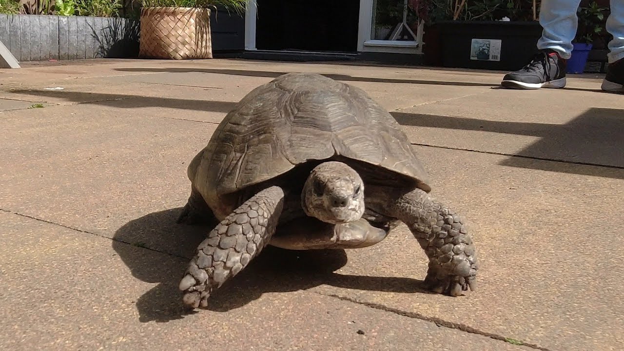 Turtle Chase 4K (short) - YouTube