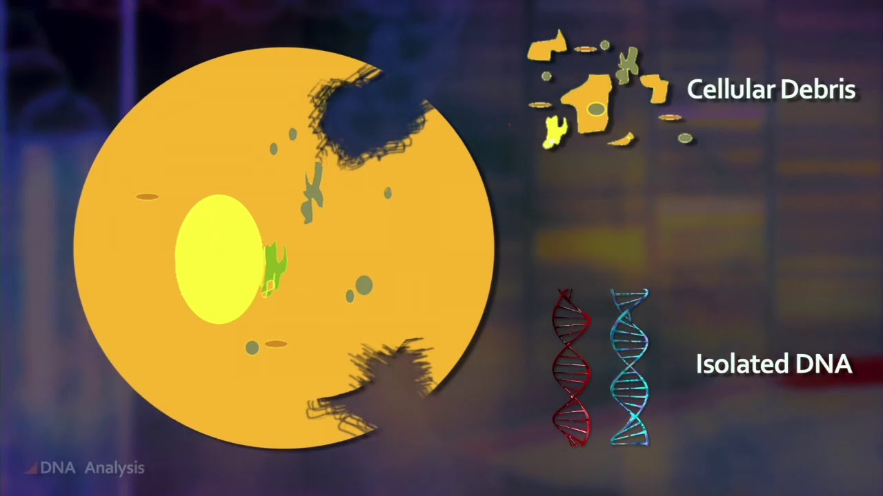 Forensic DNA Analysis Poster Video - YouTube
