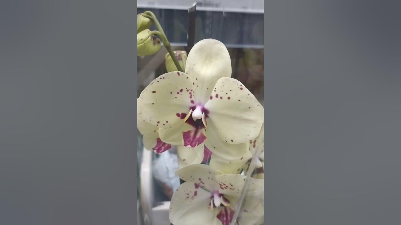 Орхидеи Леруа Мерлен Воронеж 21 апреля2023 2 часть #shorts - YouTube