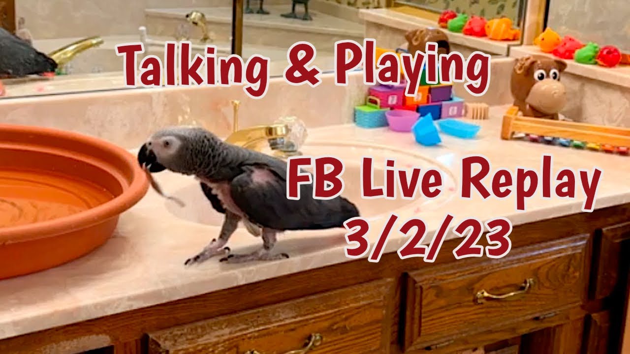Einstein Parrot FB Live 3/7/23 - YouTube