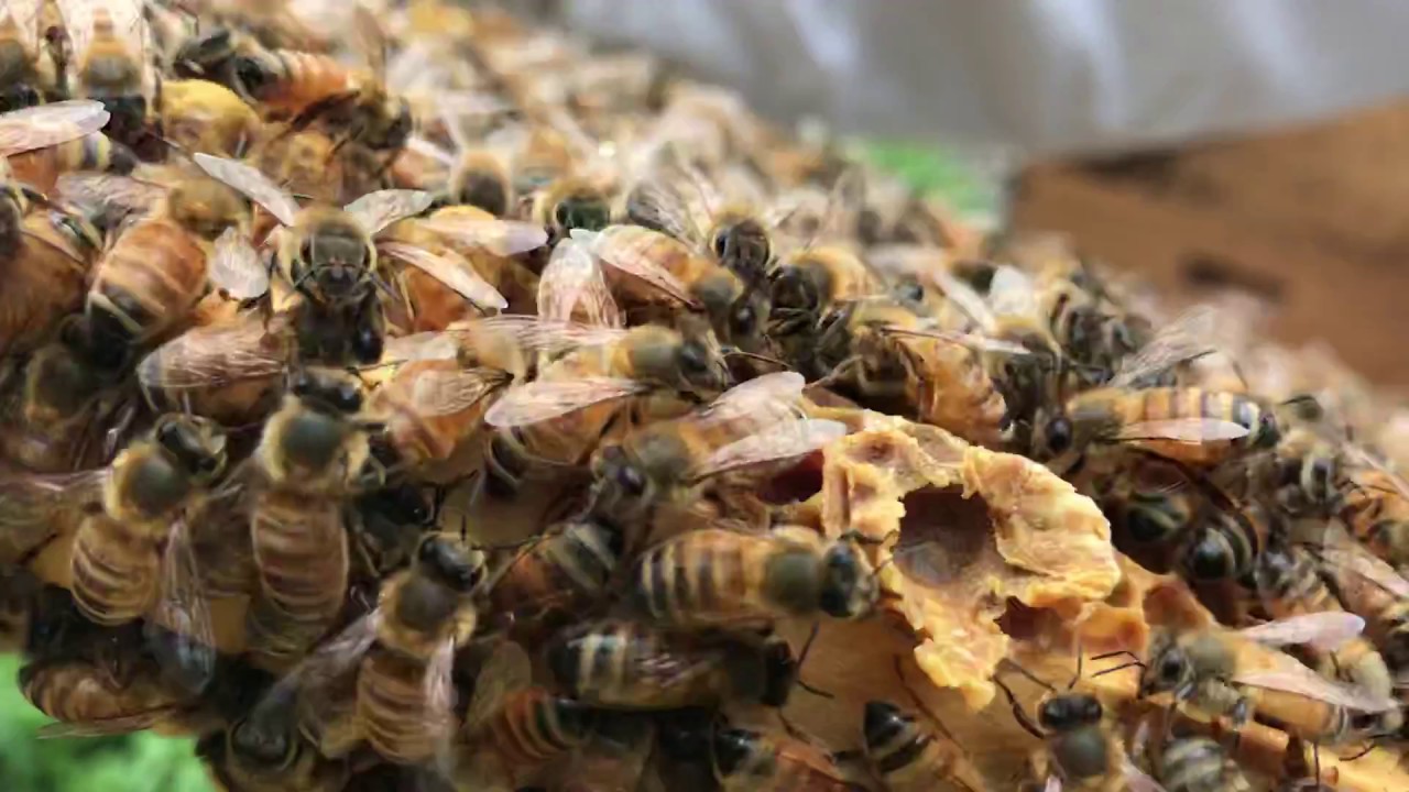 Beekeeping. Swarm cells and lots of honey in the supers. - YouTube