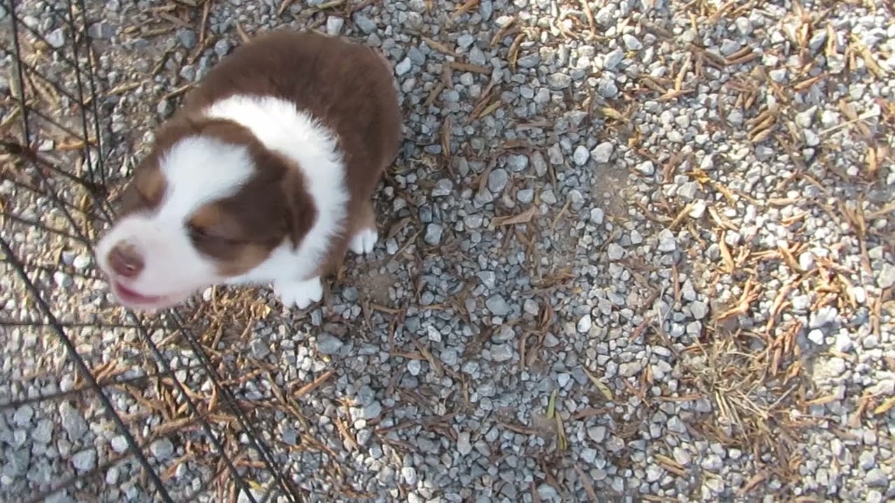 RESERVED ... Tiffany & Dublin's Red Tri Female #1 at www ...