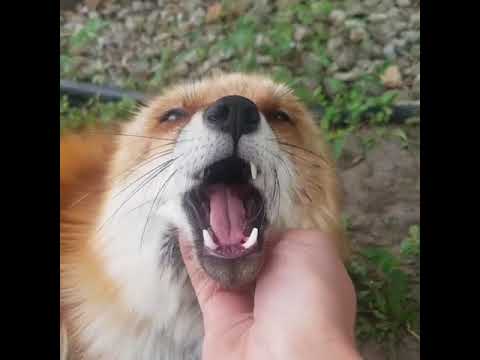 Rescued Fox Squeaks With Excitement While Being Petted - YouTube