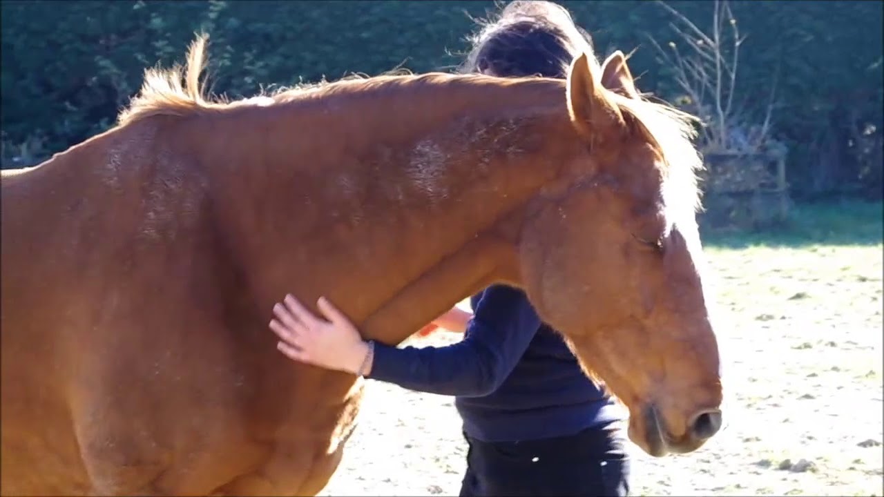 Académie bienveillante du cheval : témoignage Colette Picard - YouTube