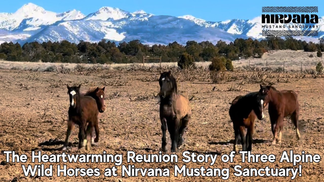 The Heartwarming Reunion Story of Three Alpine Wild Horses at Nirvana ...