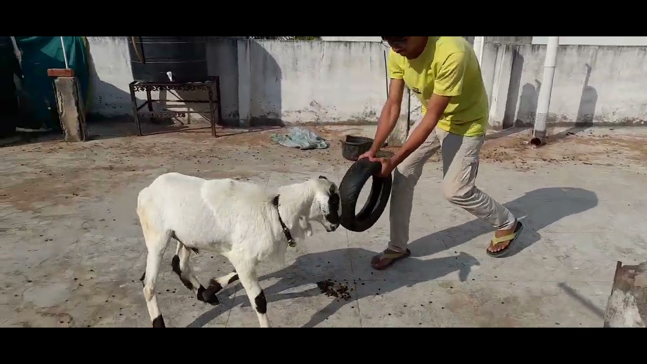 PATHAN 🤍 aggressive sheep fighting with tier... @ashar9494 - YouTube