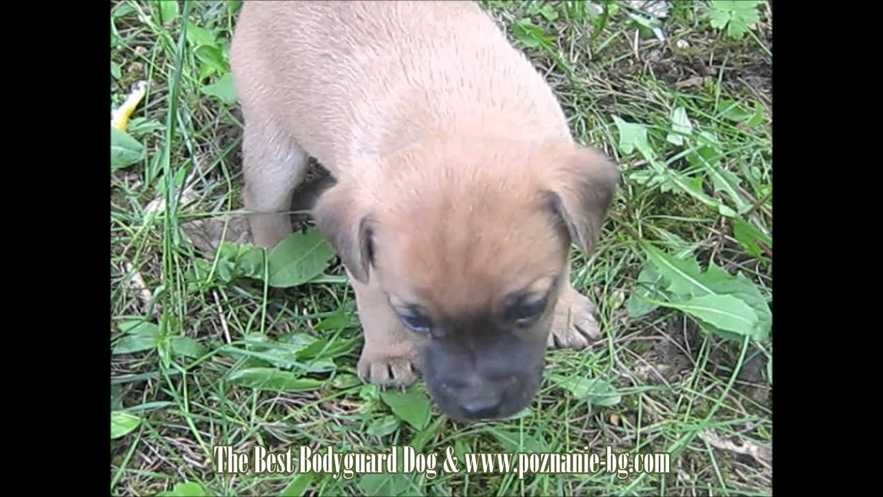 Най-добрият пазач! The Best Bodyguard Dog! - YouTube
