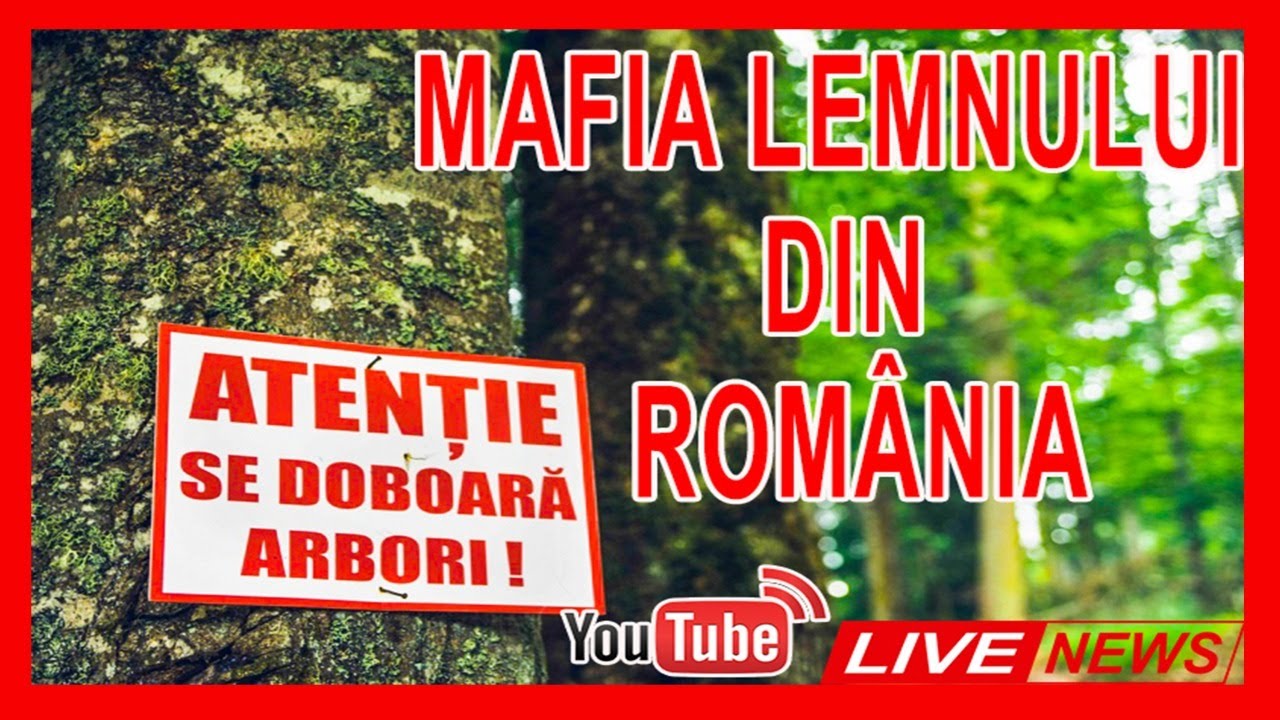 LIVE - MAFIA LEMNULUI DIN ROMANIA - CONTROL IN TRAFIC - YouTube