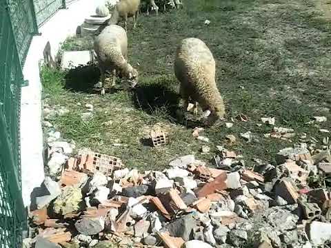 koyun çanı annem kurban bayram olsun koyun bayram koyun çanı sesi kamil koyun çanı kurban fatma başa
