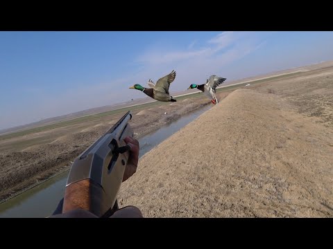 Parlama Ördek Avı Nehirde Ördek Avı / Long Range Duck Hunting /ОХОТА НА УТИЦУ