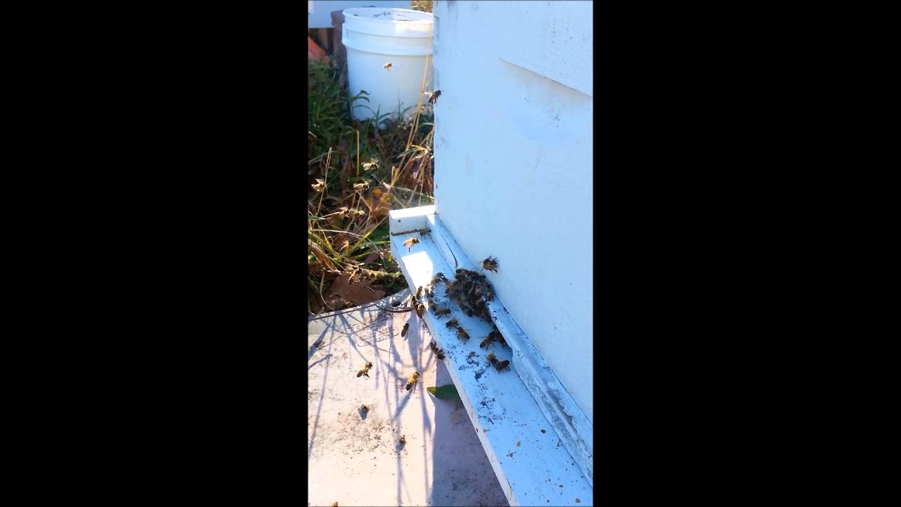 bee hive robbing - YouTube