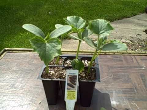 Raider cucumber - YouTube