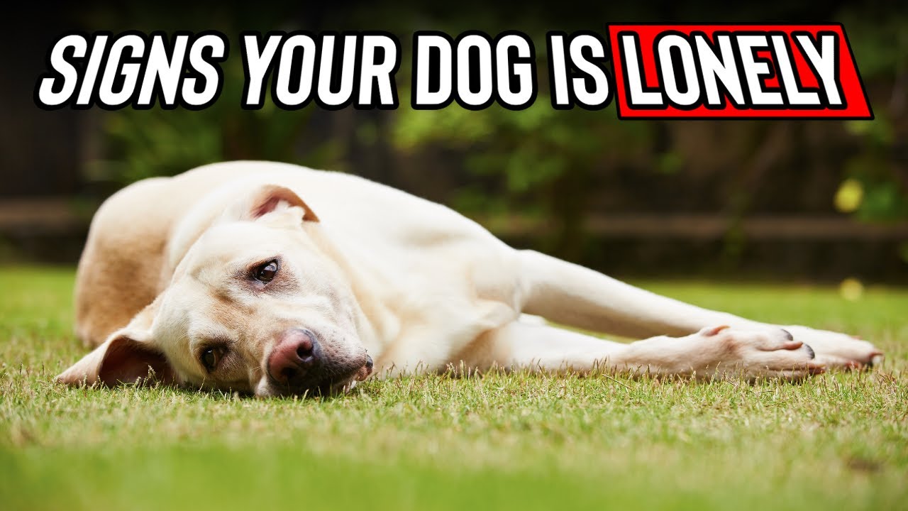 10 CRITICAL Signs of Loneliness in Dogs You Absolutely MUST Notice ...
